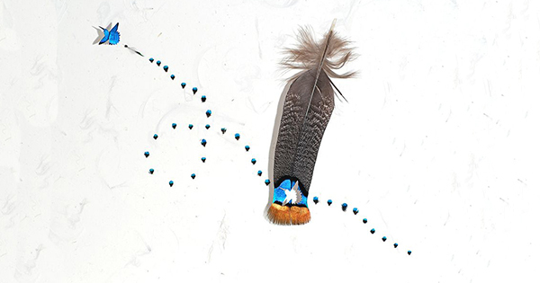 Feathered Art! | Chris Maynard | BeautifulNow