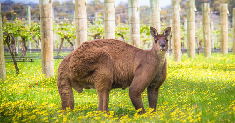 Exceptional Beauty of Western Australia | Western Australia Day ...