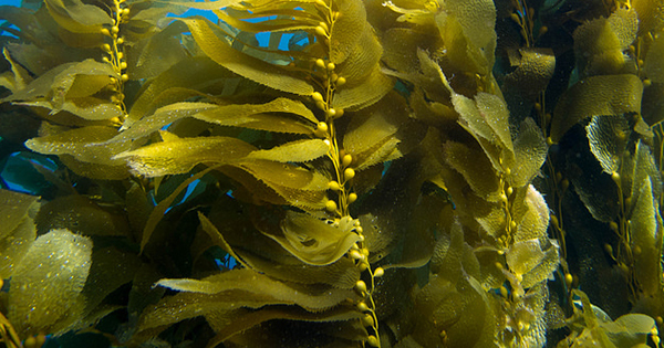 The Most Beautiful Ocean Vegetables! | BeautifulNow