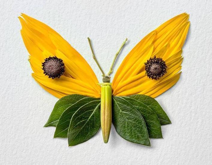 “Natura Insects Series 2: Butterflies.” Artwork by Raku Inoue.