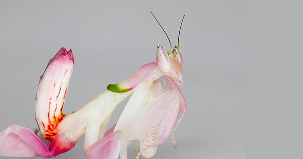 Beautiful Animal Masqueraders! | Wild Halloween Every Day | BeautifulNow