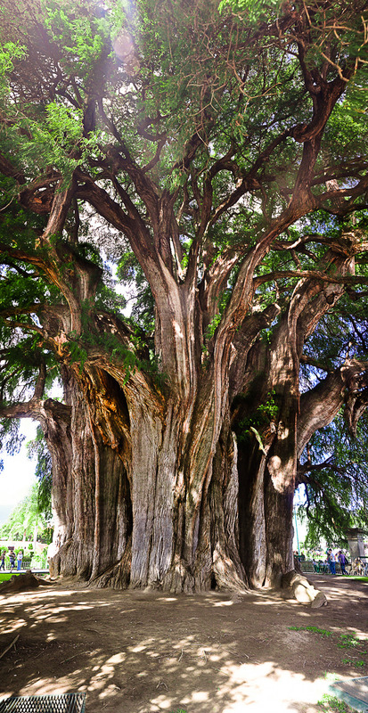 10 Beautiful Specimen Trees to Visit Now | BeautifulNow