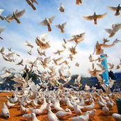 The Beauty of Bird Brains | New Study | BeautifulNow