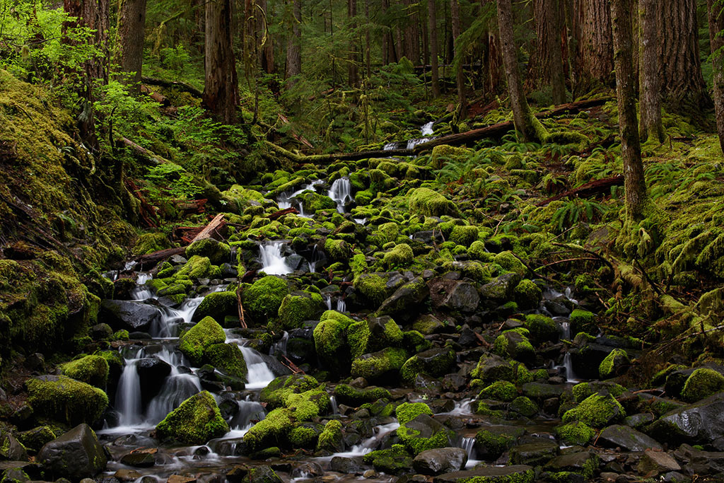 Unusual Autumn Beauty in Washington Rainforest | BeautifulNow