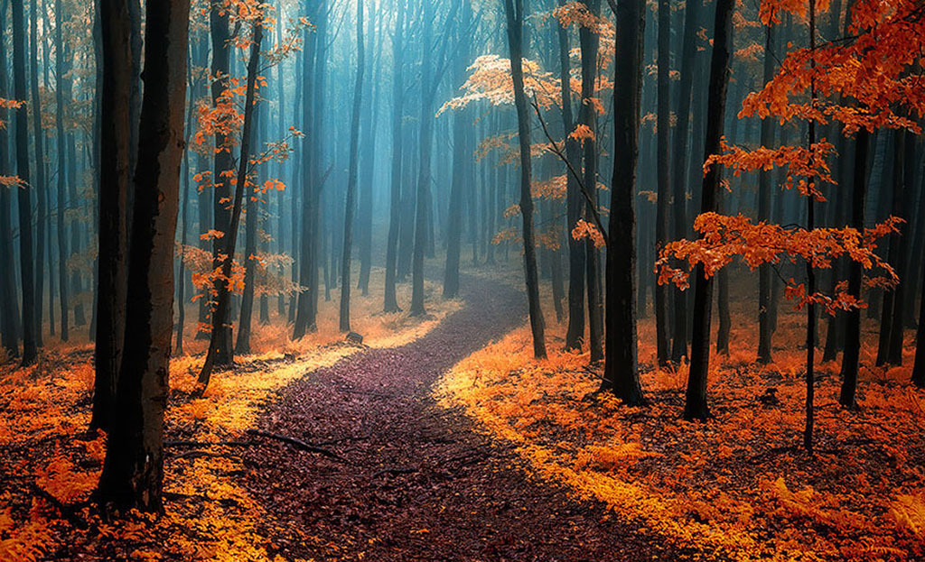 Awesome Autumn Paths | Photo & Hikes Inspo | BeautifulNow