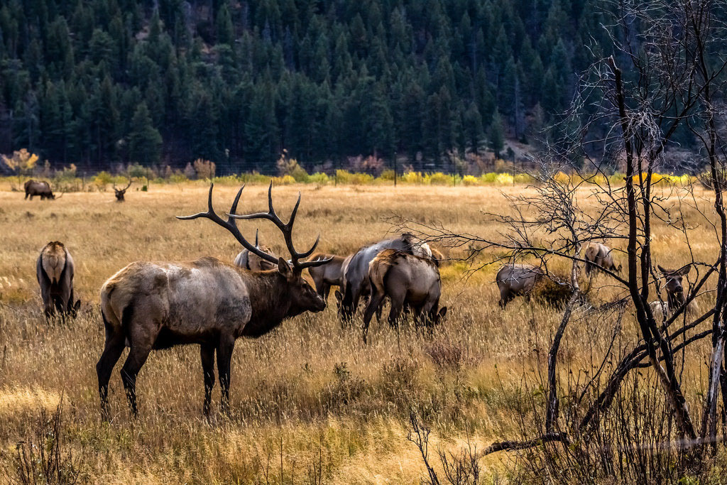 Experience Elk Rut this Autumn | Rocky Mountains | BeautifulNow