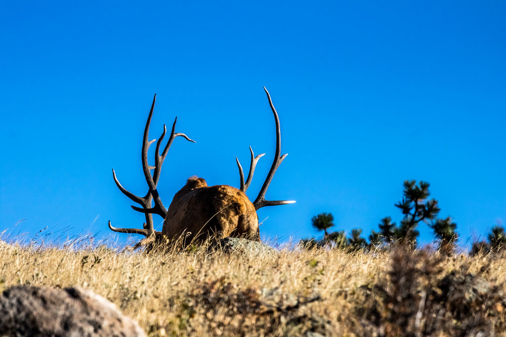 Experience Elk Rut this Autumn | Rocky Mountains | BeautifulNow