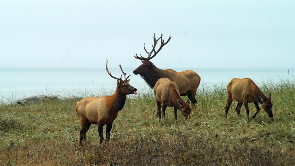 Experience Elk Rut this Autumn | Rocky Mountains | BeautifulNow