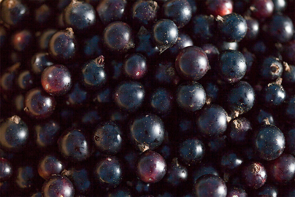 New Fabulous Fall Fruit Flavors | Organic Blue Fruit Farm | BeautifulNow