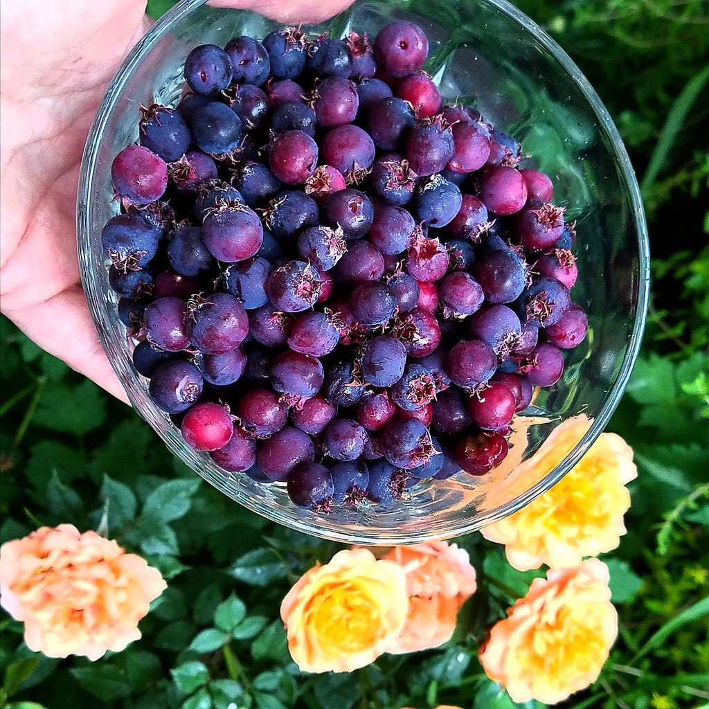 New Fabulous Fall Fruit Flavors | Organic Blue Fruit Farm | BeautifulNow