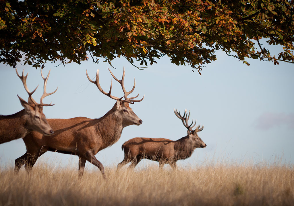 Tips for Autumn Photo Masterpieces | BeautifulNow