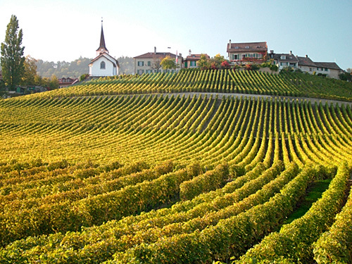 Magnificent Crop Patterns! | BeautifulNow