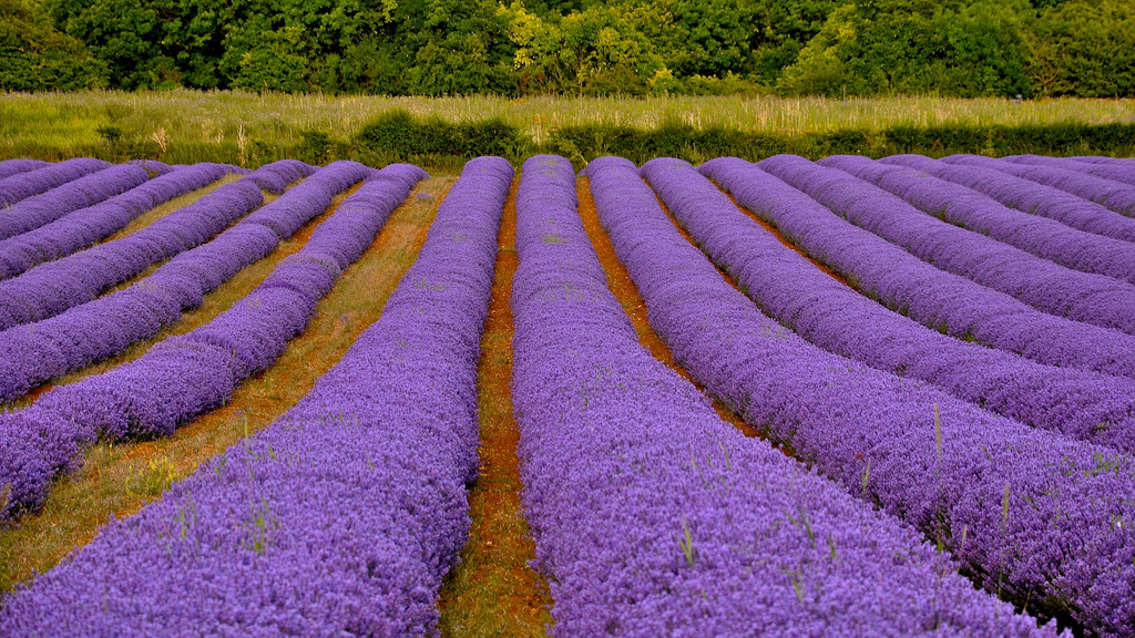 Magnificent Crop Patterns! | BeautifulNow