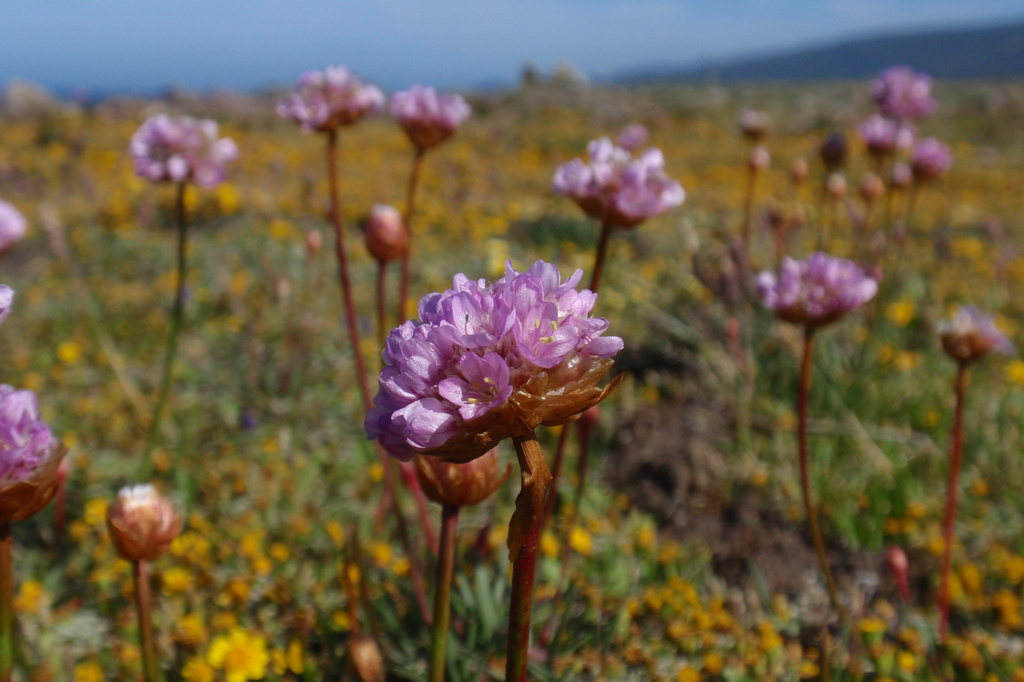 Resilience & Renewal in Record Wildflower Blooms | California ...