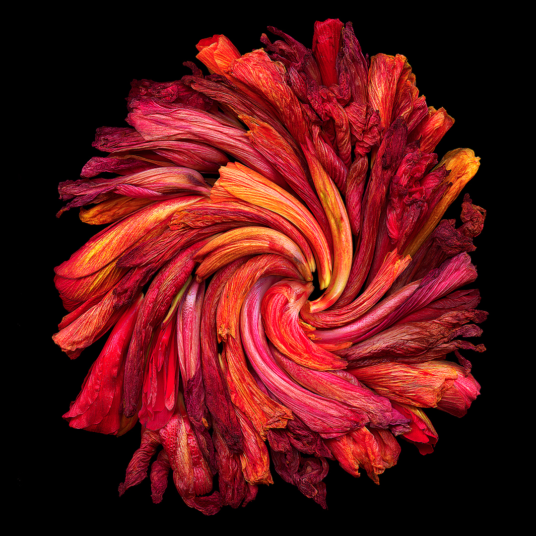 Stunning Scanography | Botanical Prints | Doug McLarty | BeautifulNow