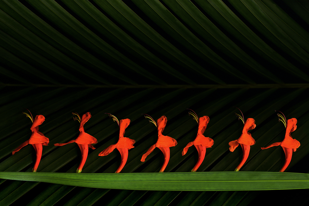 Stunning Scanography | Botanical Prints | Doug McLarty | BeautifulNow