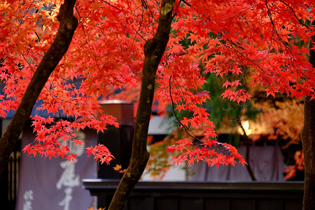 Red Autumn Beauty in Japan | Travel Bucket List | BeautifulNow