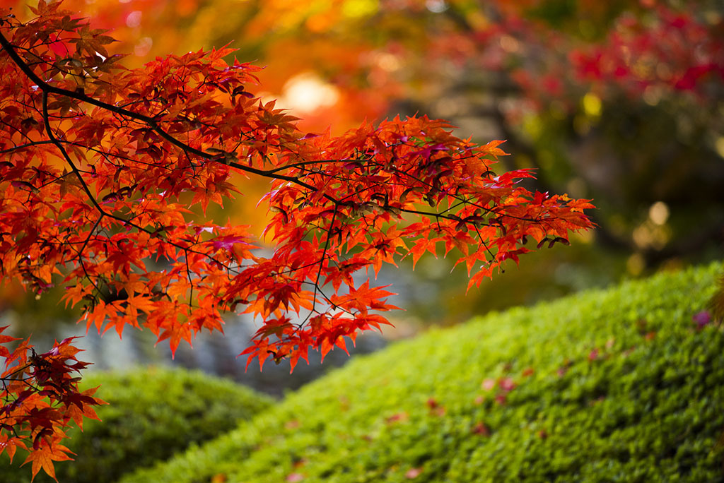 Red Autumn Beauty in Japan | Travel Bucket List | BeautifulNow