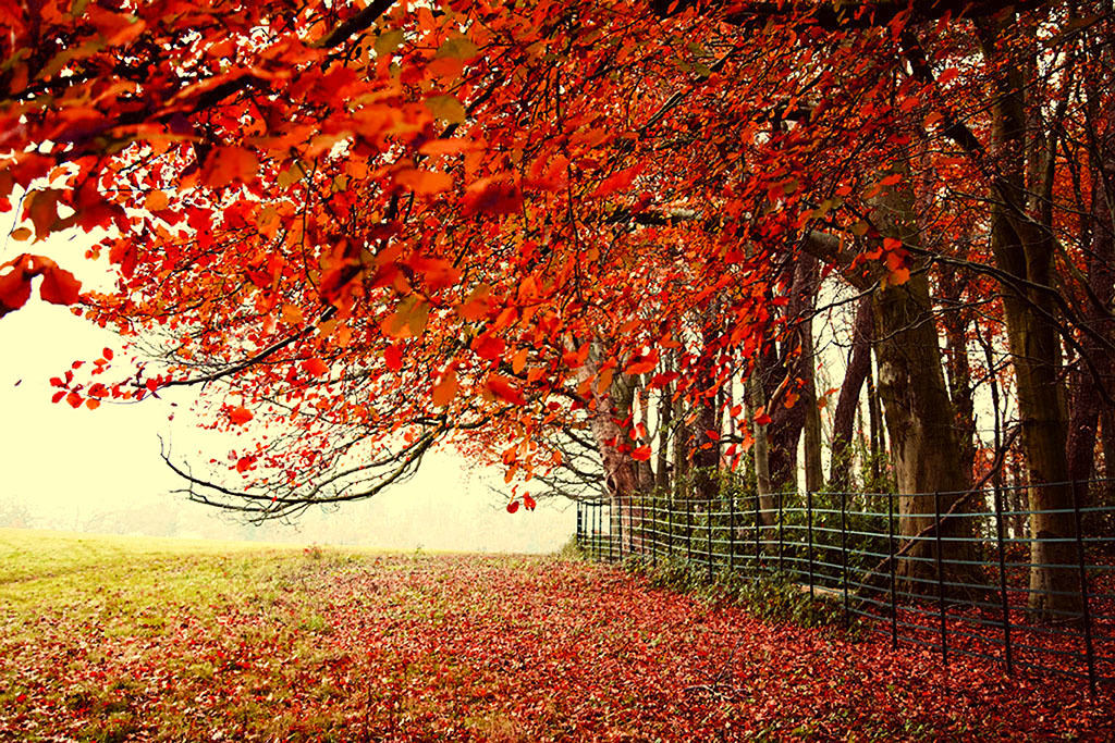 Autumn Red Works Its Magic | Beautiful Quotes & Images | BeautifulNow