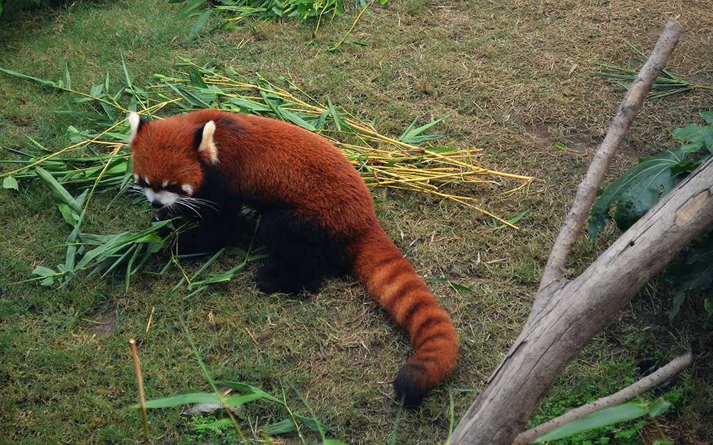 Rare Red Pandas! | Endangered Species | BeautifulNow