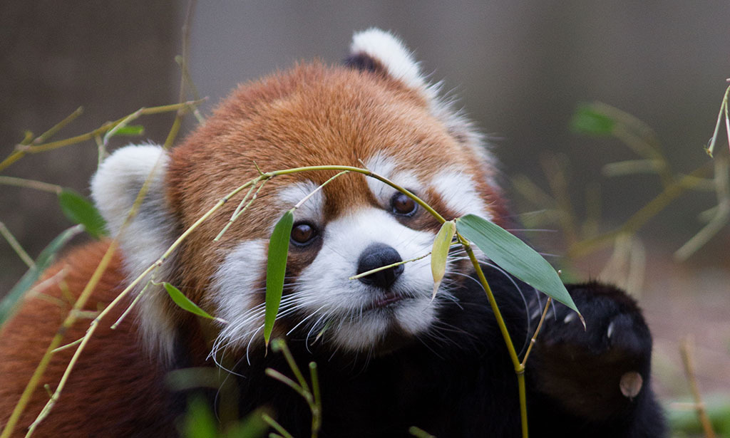 Rare Red Pandas! | Endangered Species | BeautifulNow