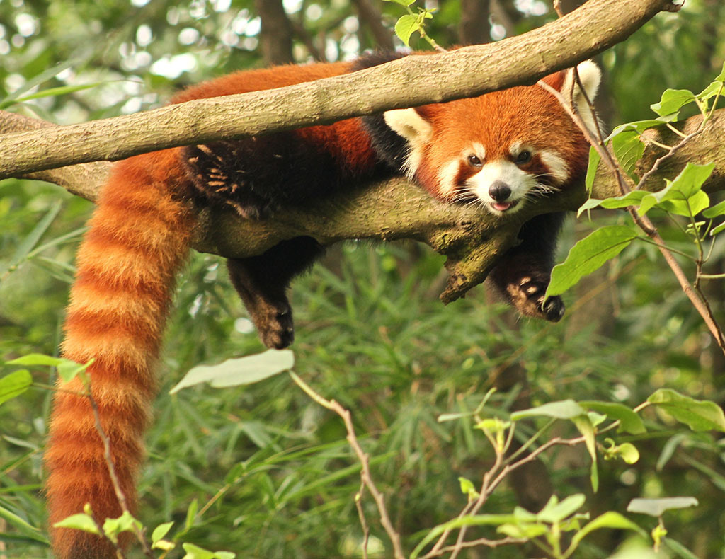 Rare Red Pandas! | Endangered Species | BeautifulNow
