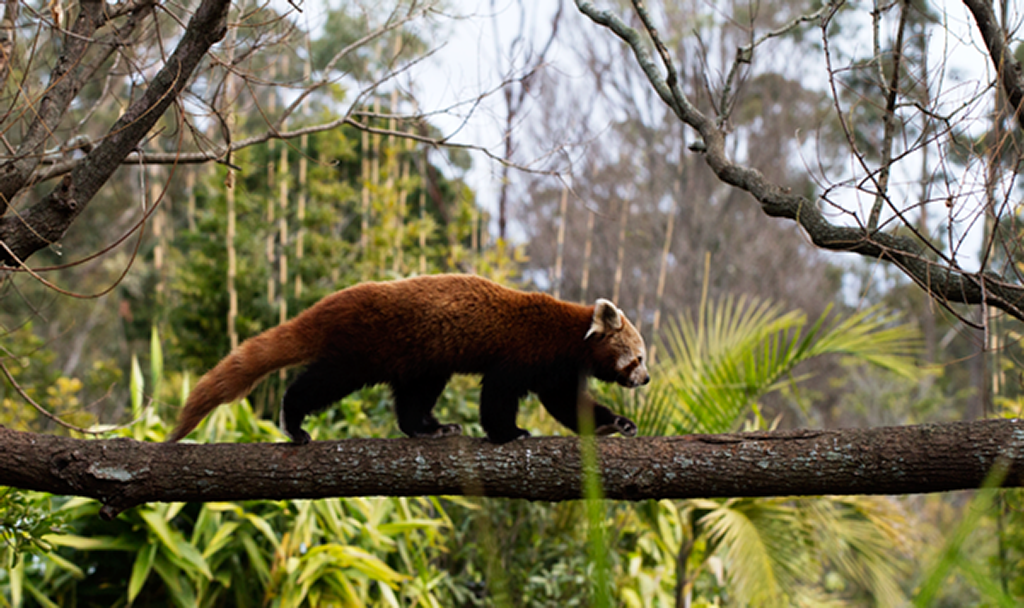 Rare Red Pandas! | Endangered Species | BeautifulNow