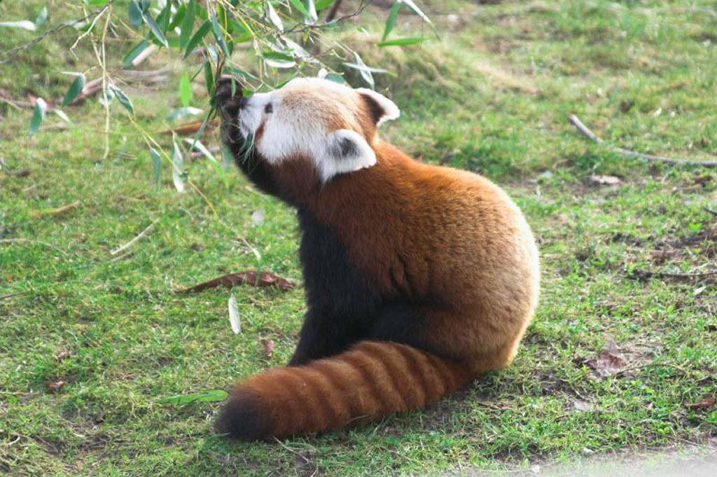 Rare Red Pandas! | Endangered Species | BeautifulNow