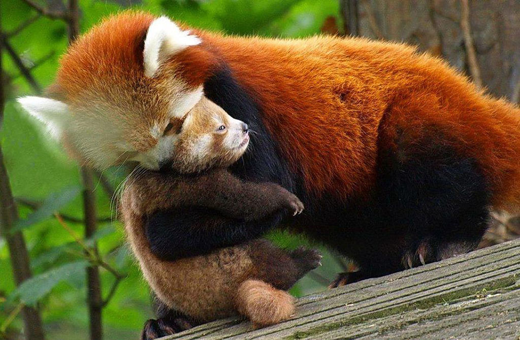 Rare Red Pandas Endangered Species BeautifulNow