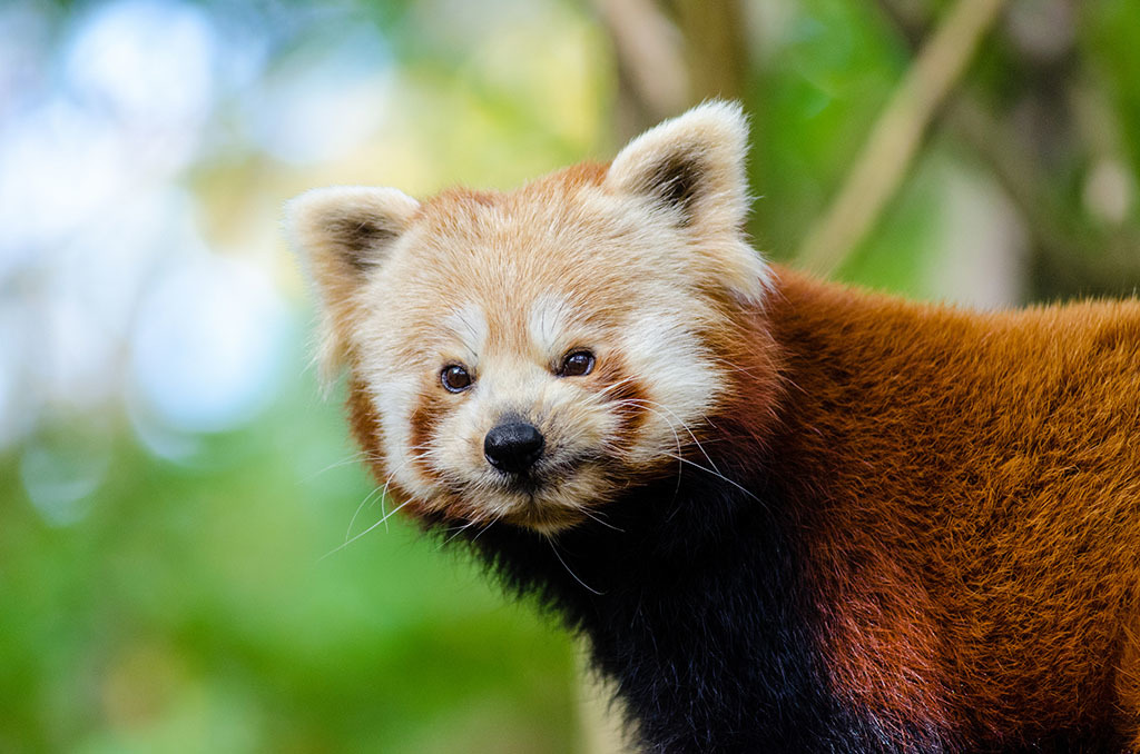 Rare Red Pandas! | Endangered Species | BeautifulNow