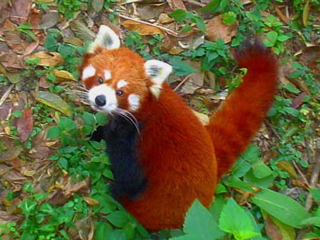 Rare Red Pandas! | Endangered Species | BeautifulNow