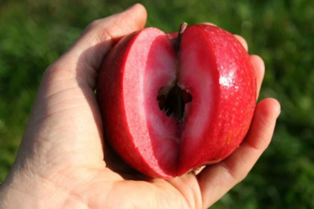 New Super Red Fruits | Redlove Apples & Queen Garnet Plums | BeautifulNow