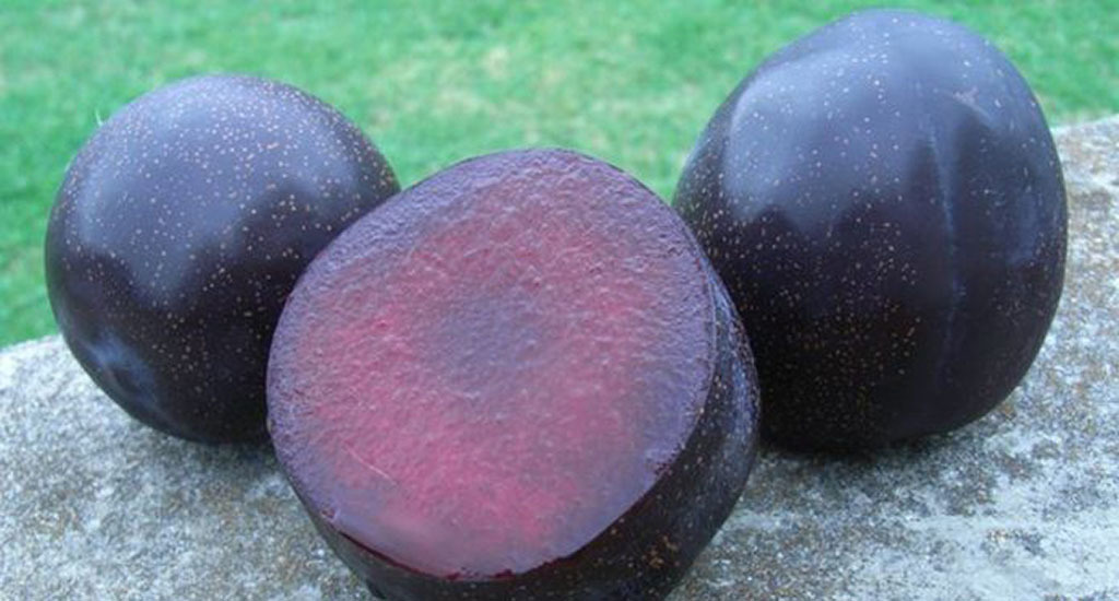 New Super Red Fruits | Redlove Apples & Queen Garnet Plums | BeautifulNow