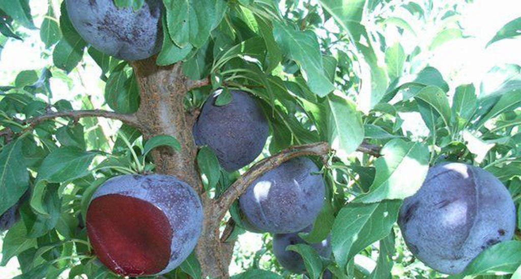 New Super Red Fruits | Redlove Apples & Queen Garnet Plums | BeautifulNow