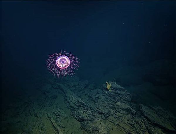 Rare Jellyfish Makes Underwater Fireworks | E/V Nautilus | BeautifulNow