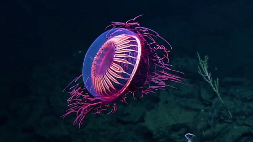 Rare Jellyfish Makes Underwater Fireworks | E/V Nautilus | BeautifulNow
