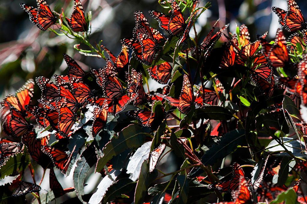 Orange Beauties in Flight & Endangered Now | Monarch Butterflies ...
