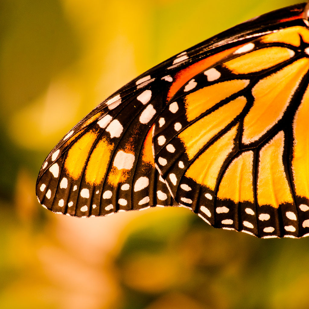 Orange Beauties in Flight & Endangered Now | Monarch Butterflies ...