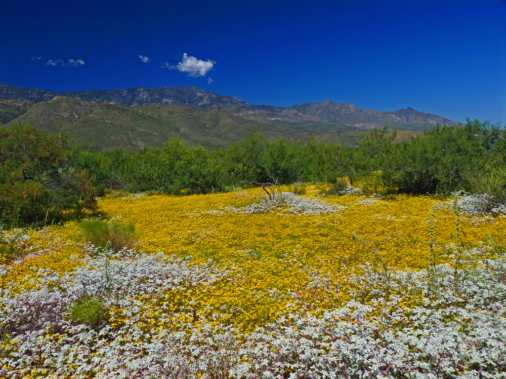 Wild Autumn Blooms | Gardening Tips | BeautifulNow
