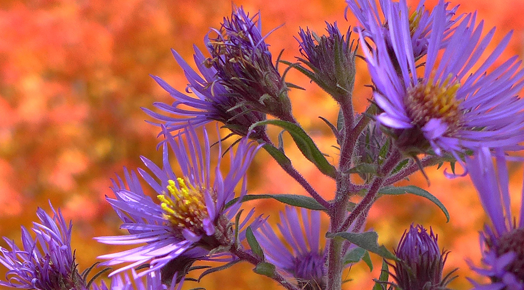 Wild Autumn Blooms | Gardening Tips | BeautifulNow