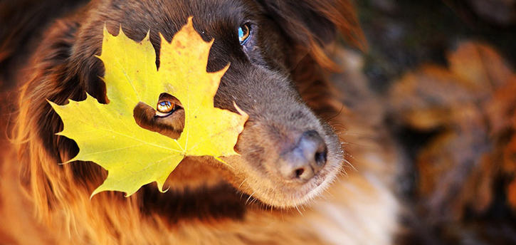 Fabulous Autumn Dog Portraits | Anne Geier | BeautifulNow