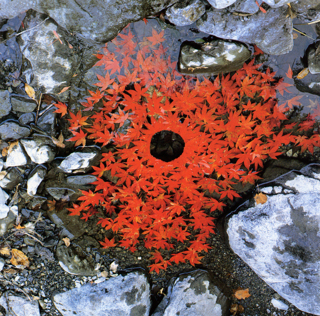 Leaves by Kacper Kowalski and Andy Goldsworthy | BeautifulNow