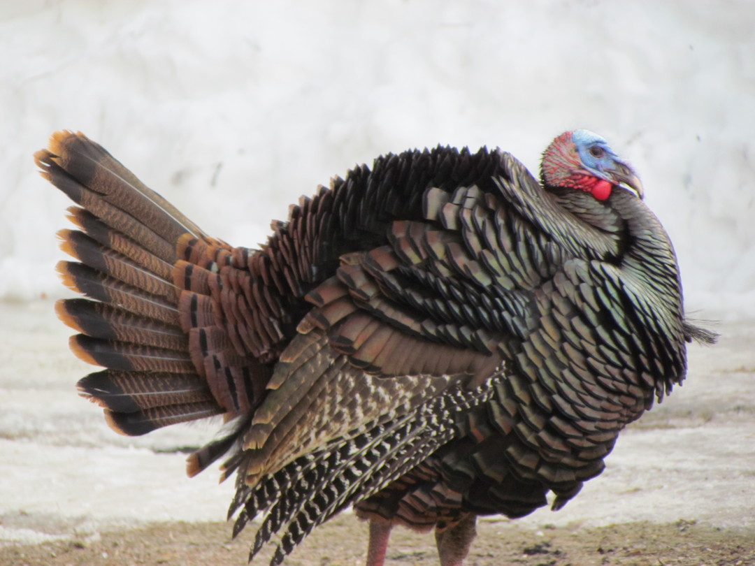 Gratitude for Wild Turkeys! | Wild & Heritage Breeds | BeautifulNow