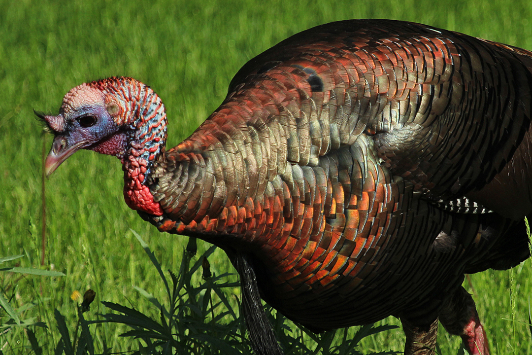 Gratitude for Wild Turkeys! | Wild & Heritage Breeds | BeautifulNow