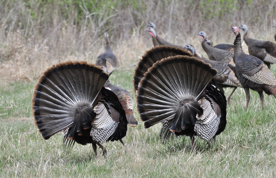 Gratitude for Wild Turkeys! | Wild & Heritage Breeds | BeautifulNow