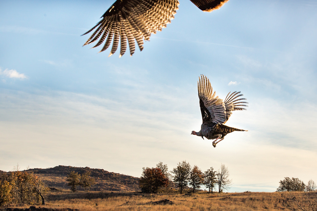 Gratitude for Wild Turkeys! | Wild & Heritage Breeds | BeautifulNow
