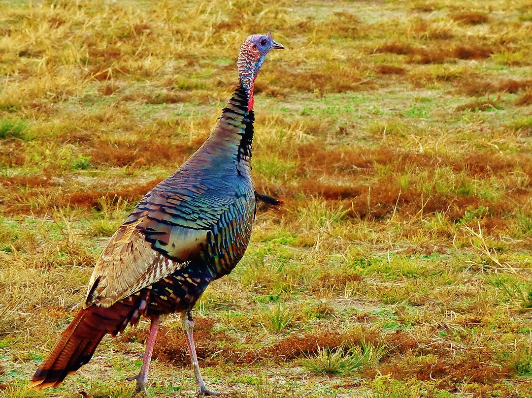 Gratitude for Wild Turkeys! | Wild & Heritage Breeds | BeautifulNow