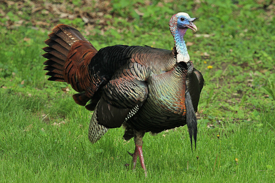 Gratitude for Wild Turkeys! | Wild & Heritage Breeds | BeautifulNow