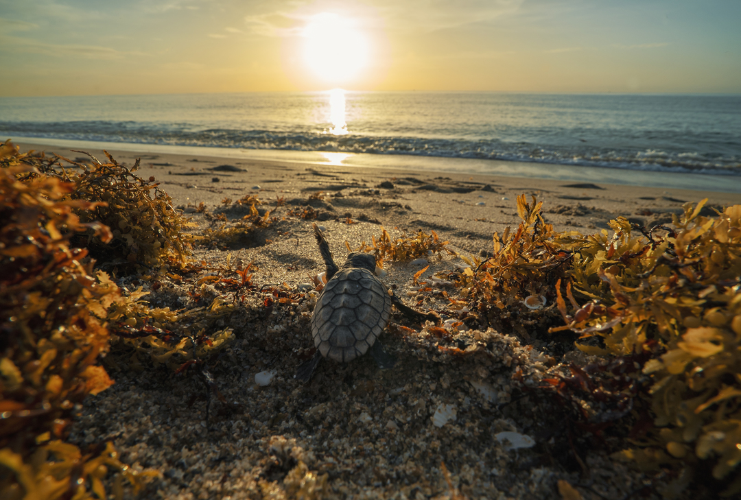 Most Beautiful Moving Ocean Photos | Ocean Conservancy | BeautifulNow