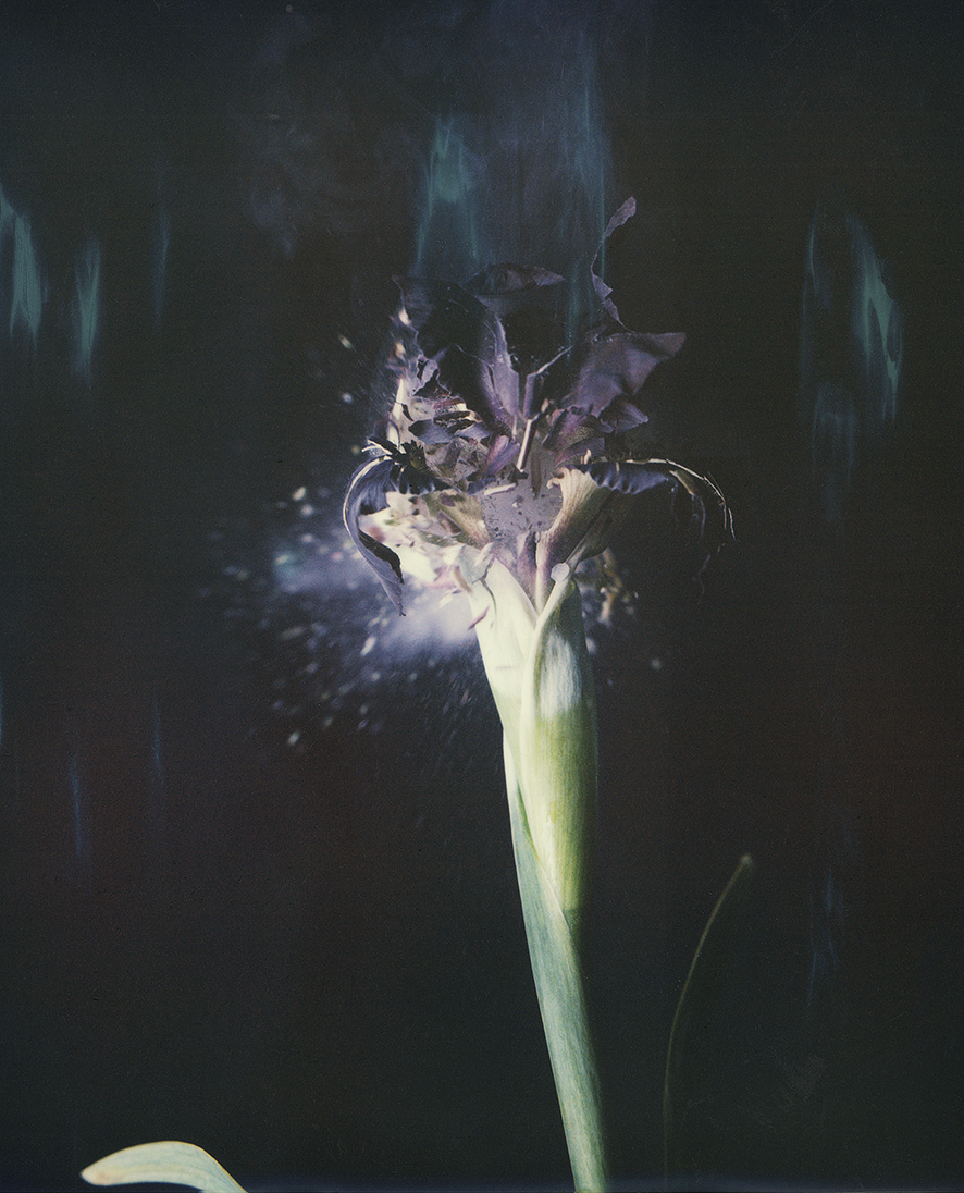 Wow! Beauty Explodes! | Ori Gersht | The Armory Show | BeautifulNow